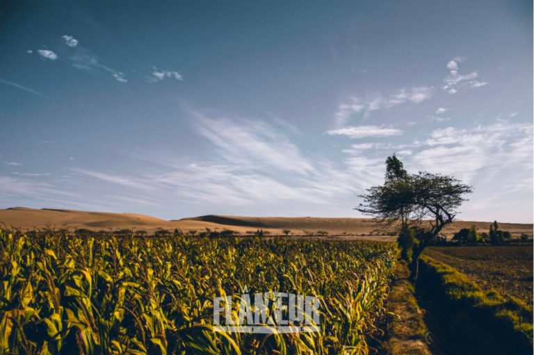 Moron Oasis in Pisco, Peru: The Ultimate Explorer's Guide