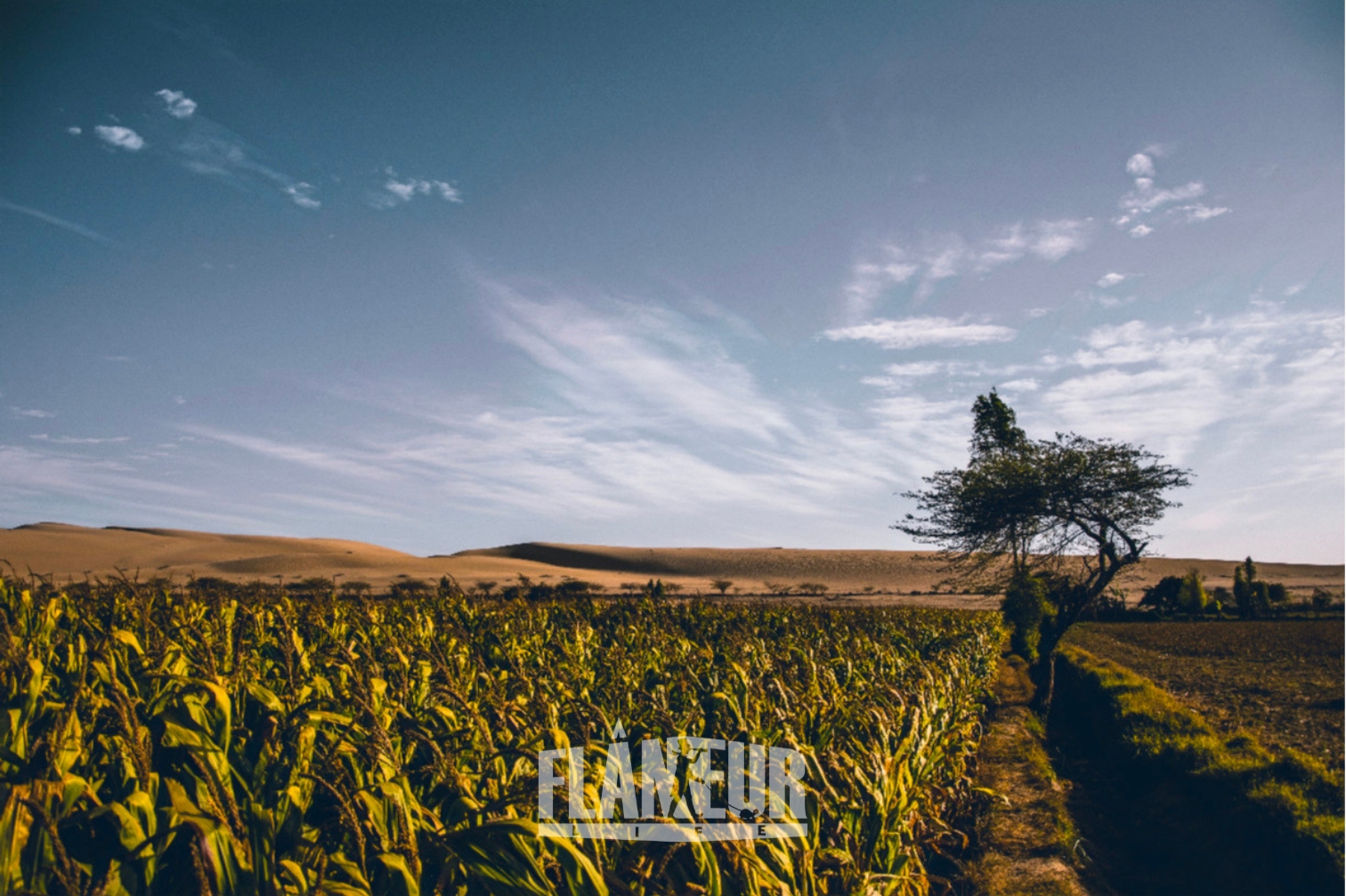 Moron Oasis in Pisco, Peru: The Ultimate Explorer's Guide